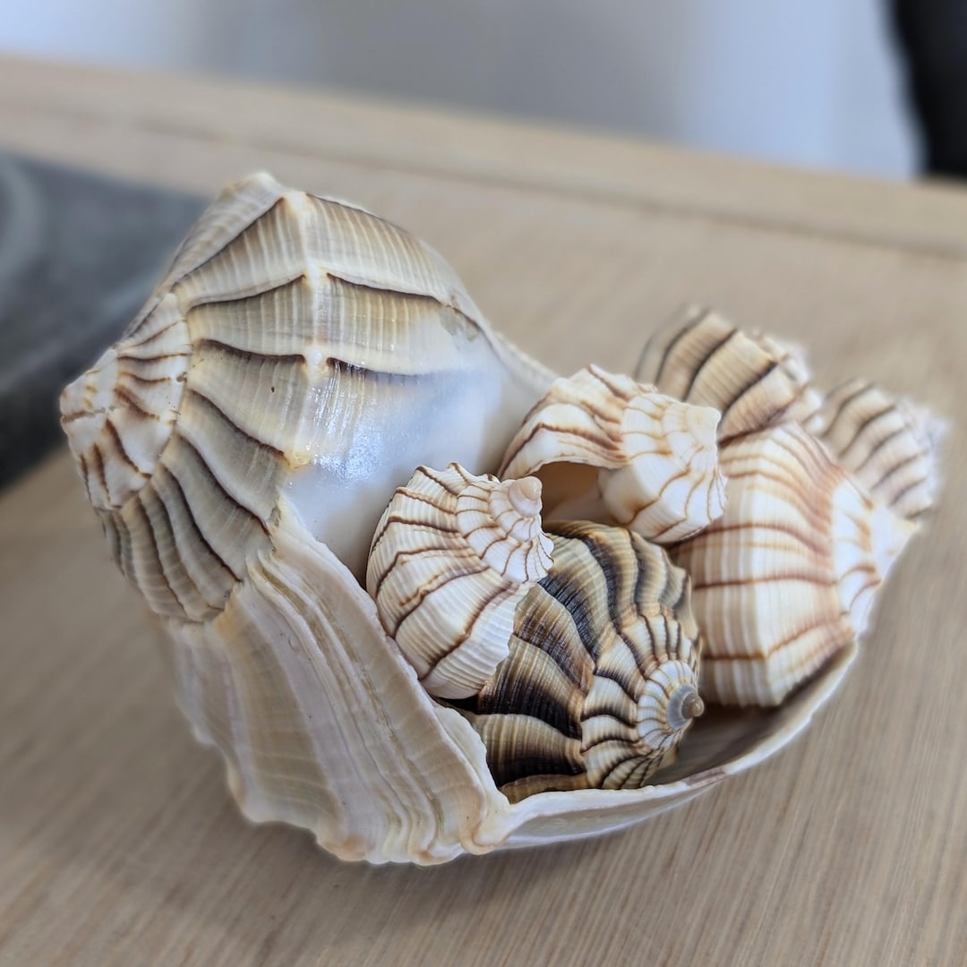 Lightning Welk Shells. - Etsy