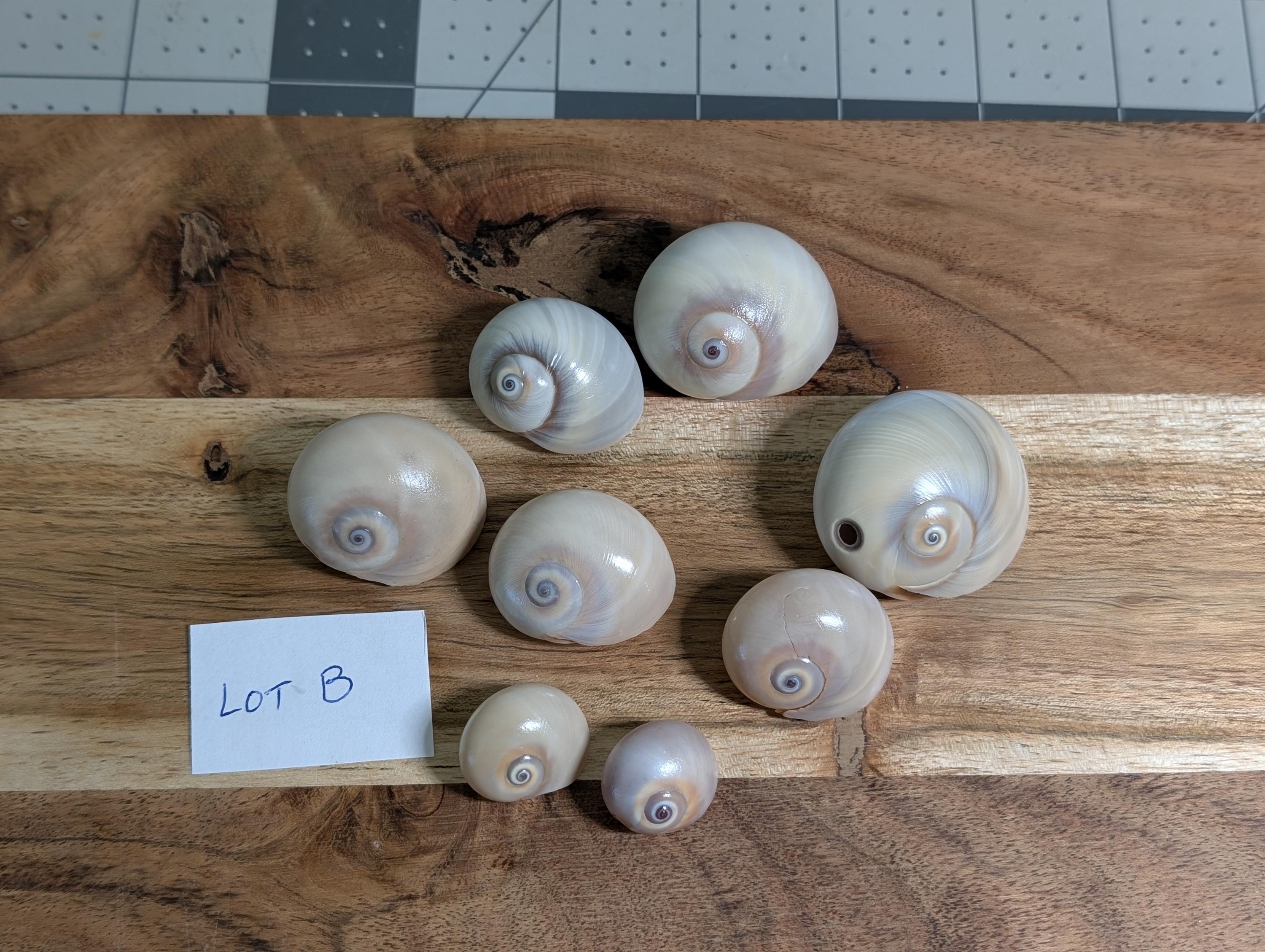 Shark's Eye, Moon Snail Shells. - Etsy