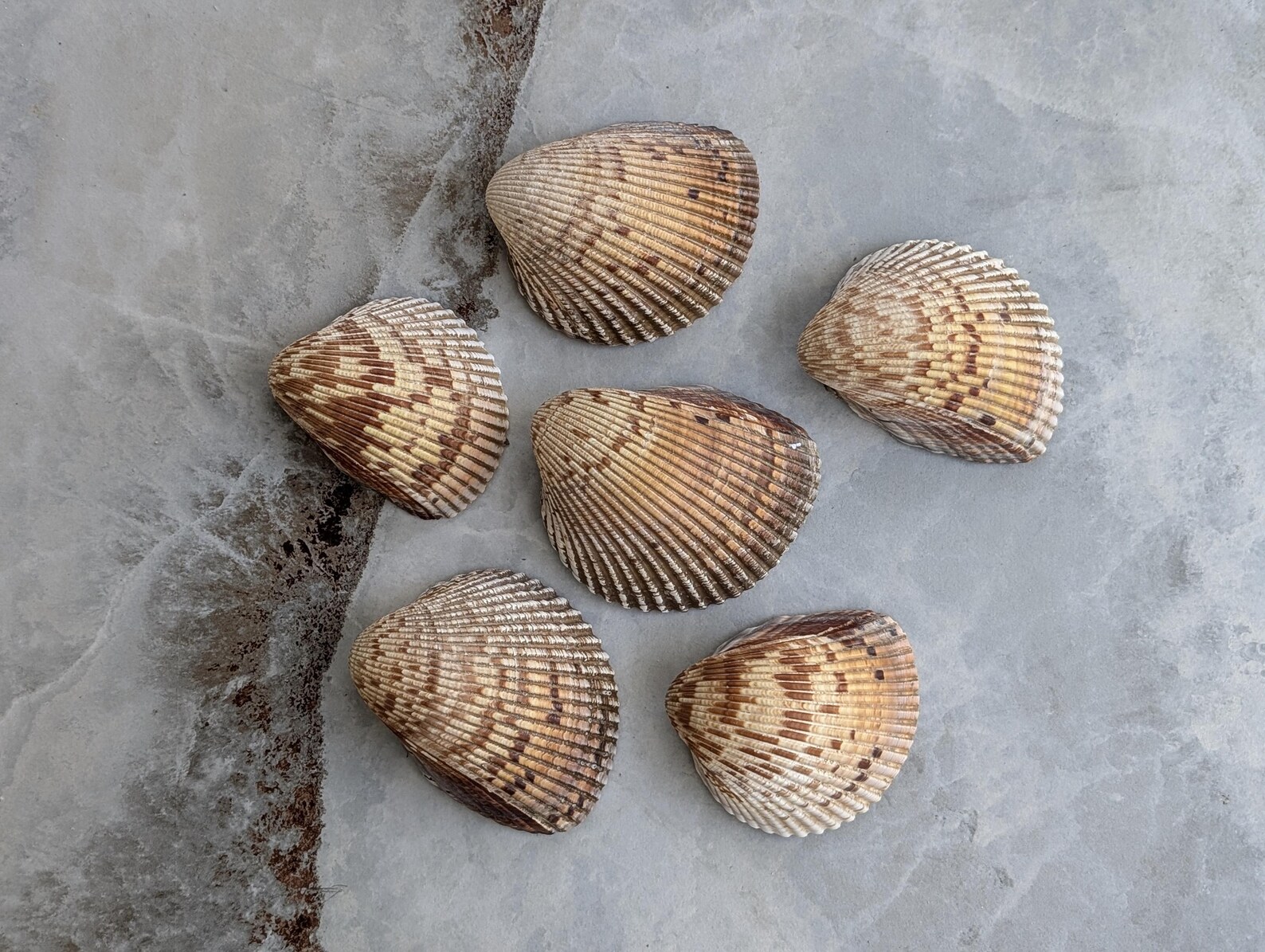 Giant Heart Cockle Hand-picked From the Beaches of Southwest Florida ...