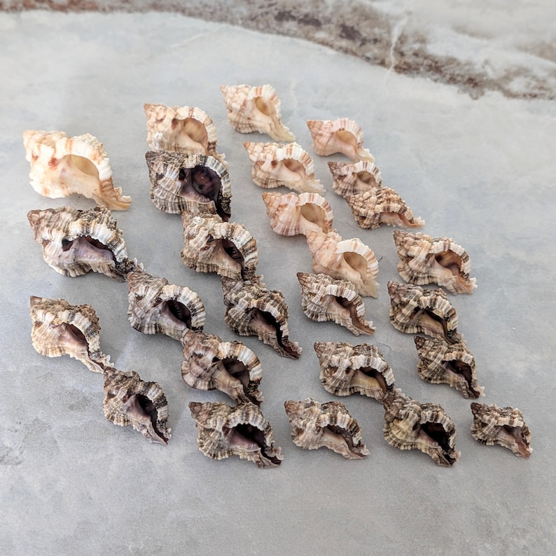 Apple Murex Sea Shells From SW Florida. - Etsy