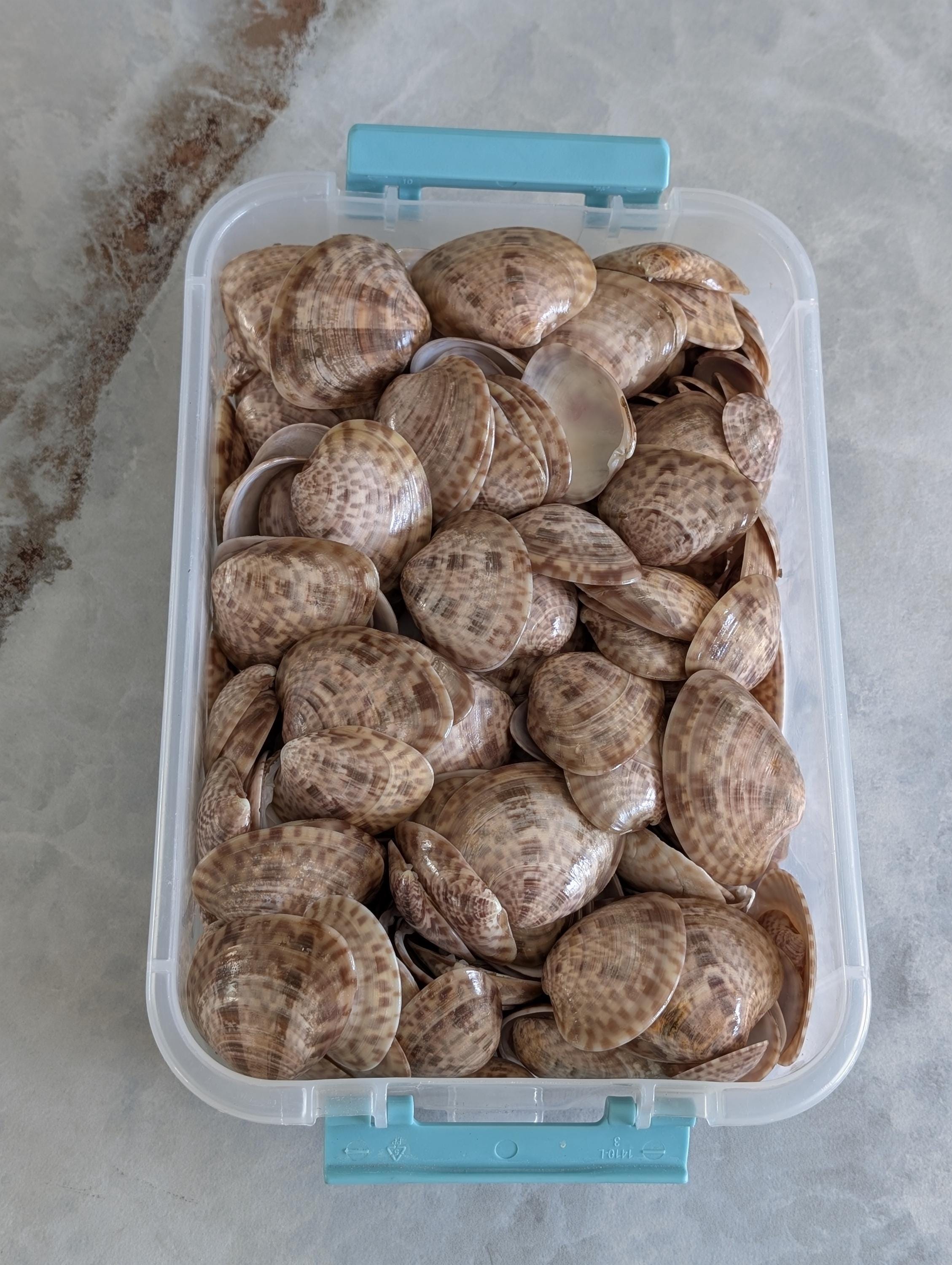 Sanibel Island Calico Clam Shells, 25 Assorted Shells. - Etsy