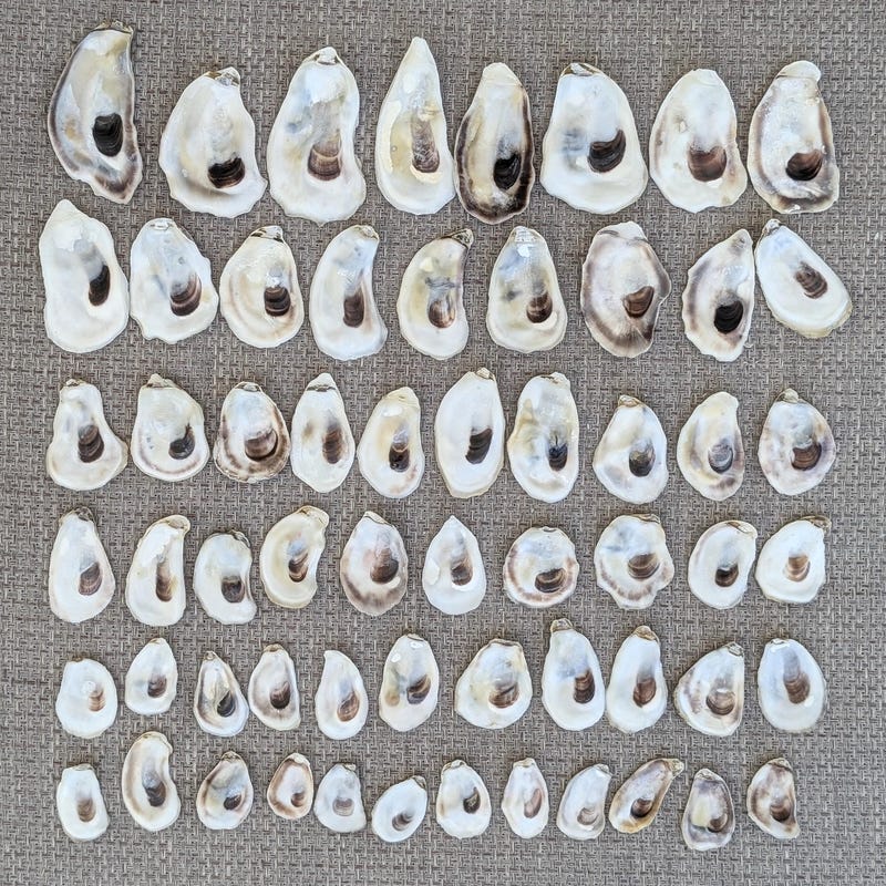 Oyster Shells - Etsy