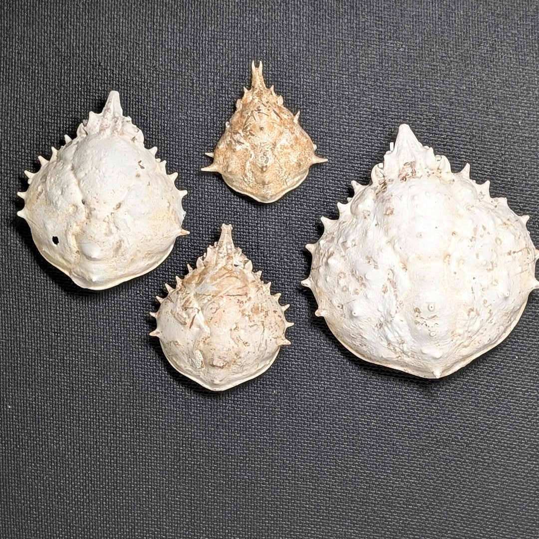 Crab Head Shells for Crafting. Blue Crab Shell. - Etsy