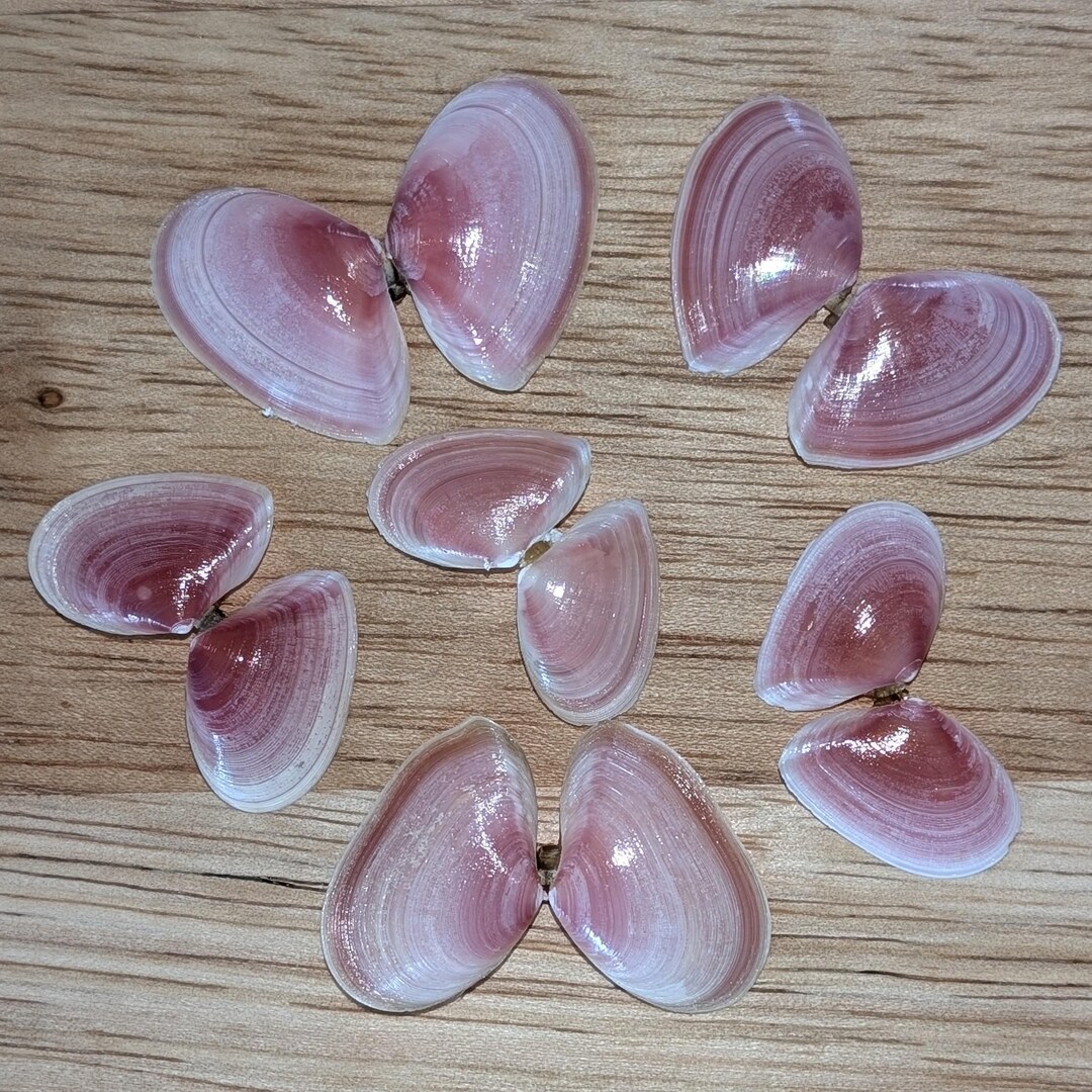 50 - 100 Rose Petal Tellin Shells. 2 Sizes Available - Etsy