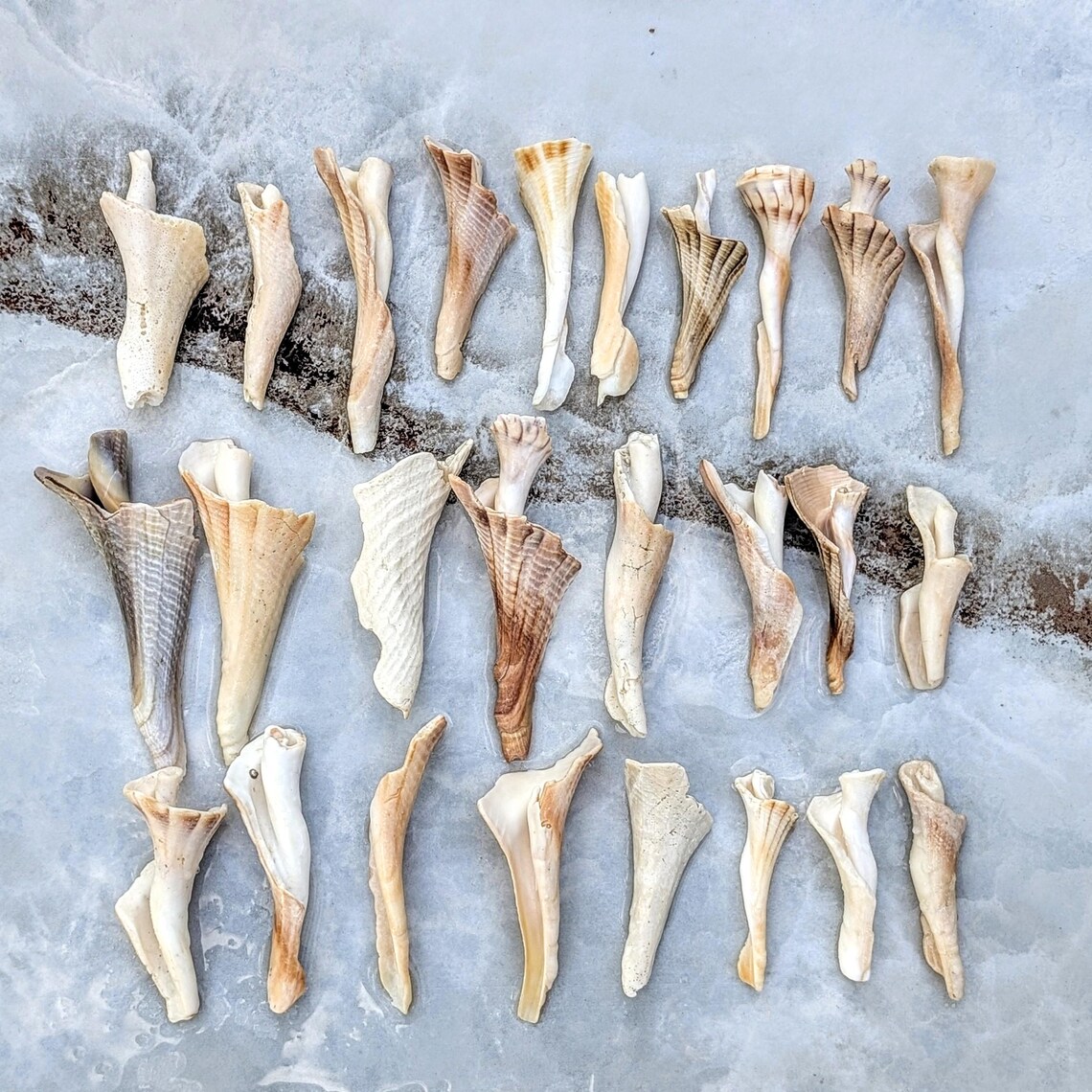 Ocean Treasures for Your Shell Crafting. Twisties, Trees, Broken Shells ...