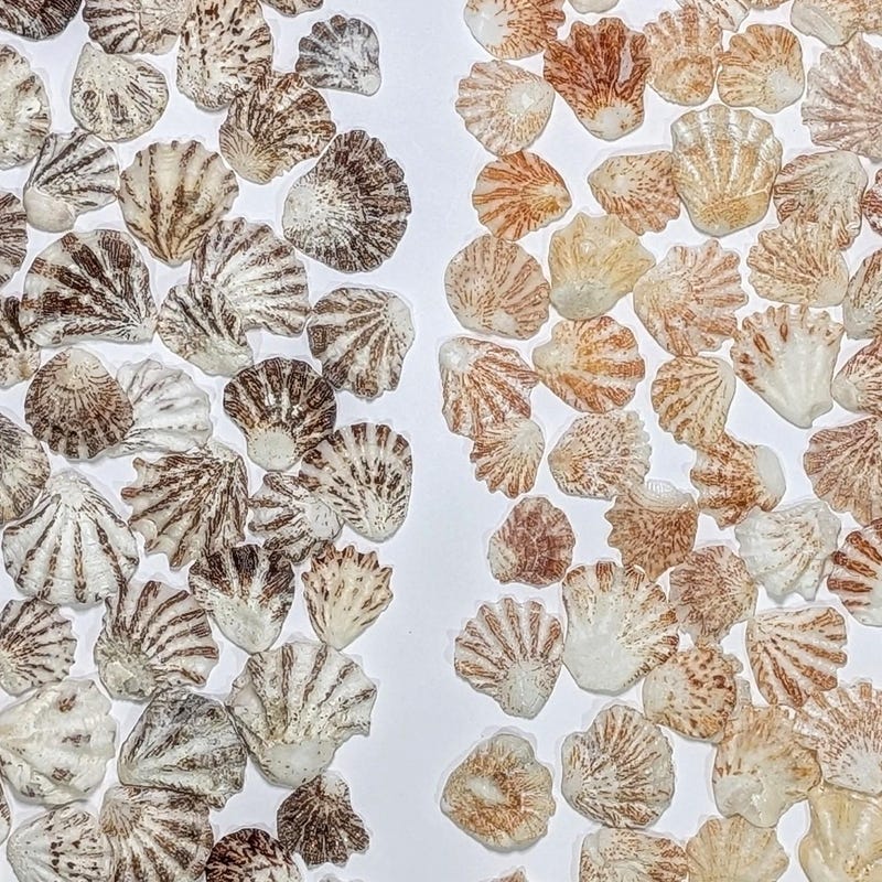 Lion Paws Sea Shell - Etsy UK