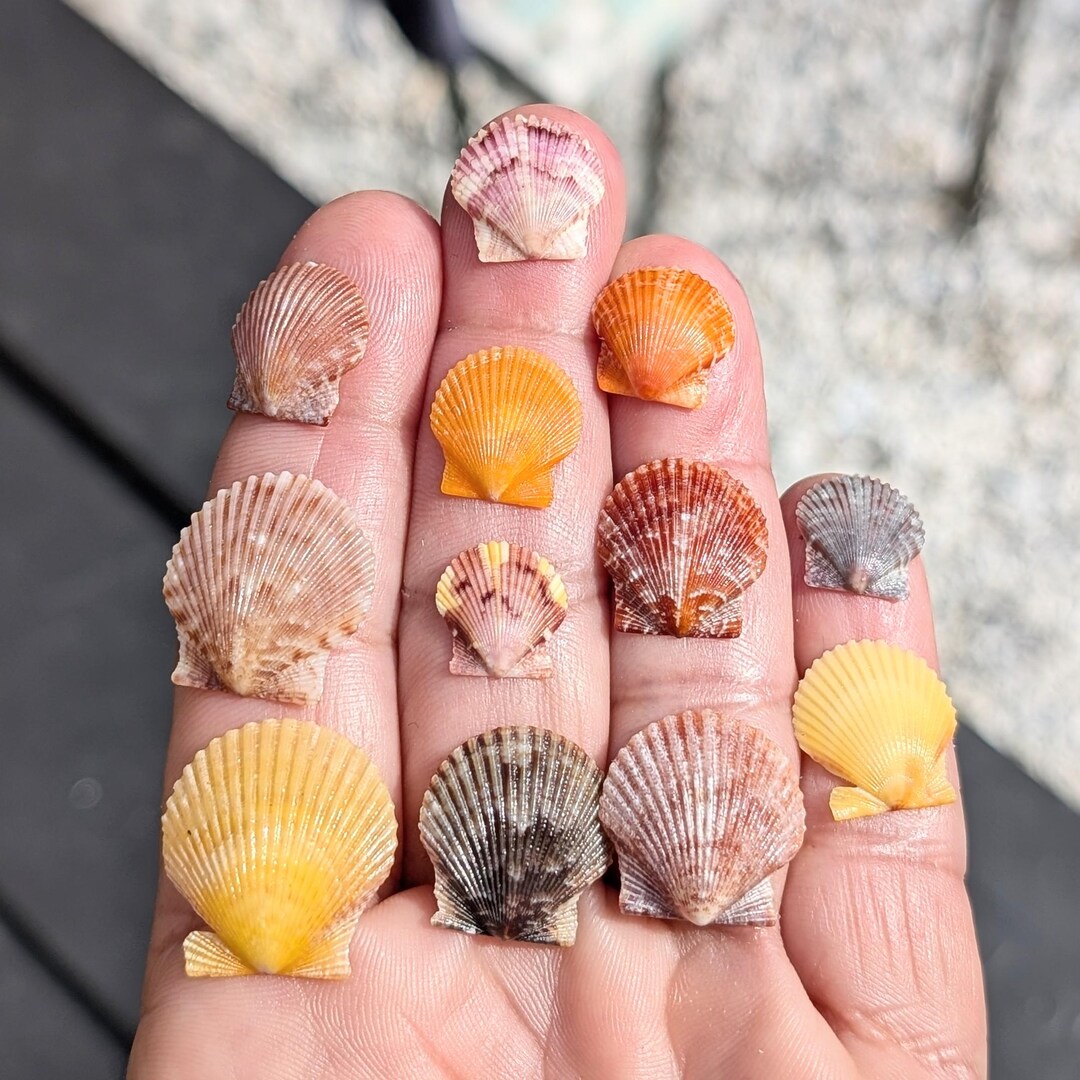 Tiny Scallop Shells From the Beaches of Southwest Florida. - Etsy