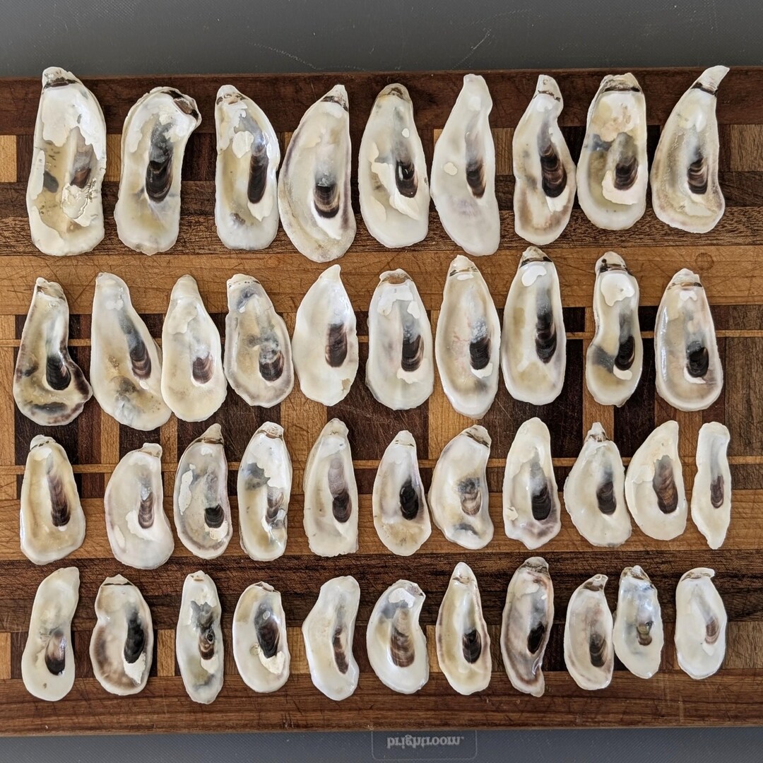 Oyster Shell Flats. 40 LARGE Long Shells. - Etsy