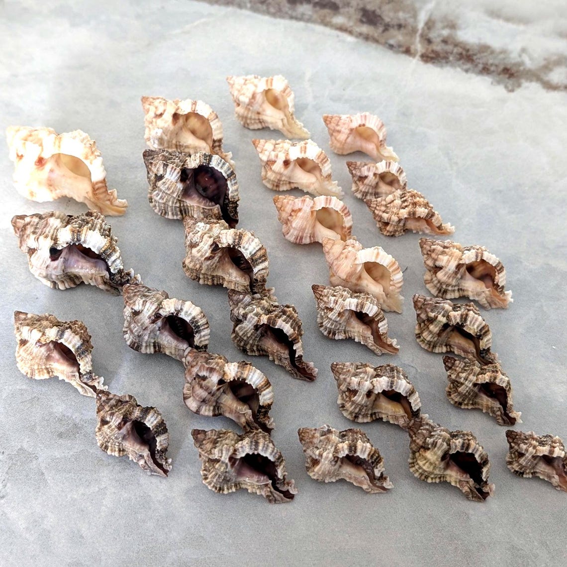 Apple Murex Sea Shells From SW Florida. Beautiful Colors, 30 Shells. - Etsy