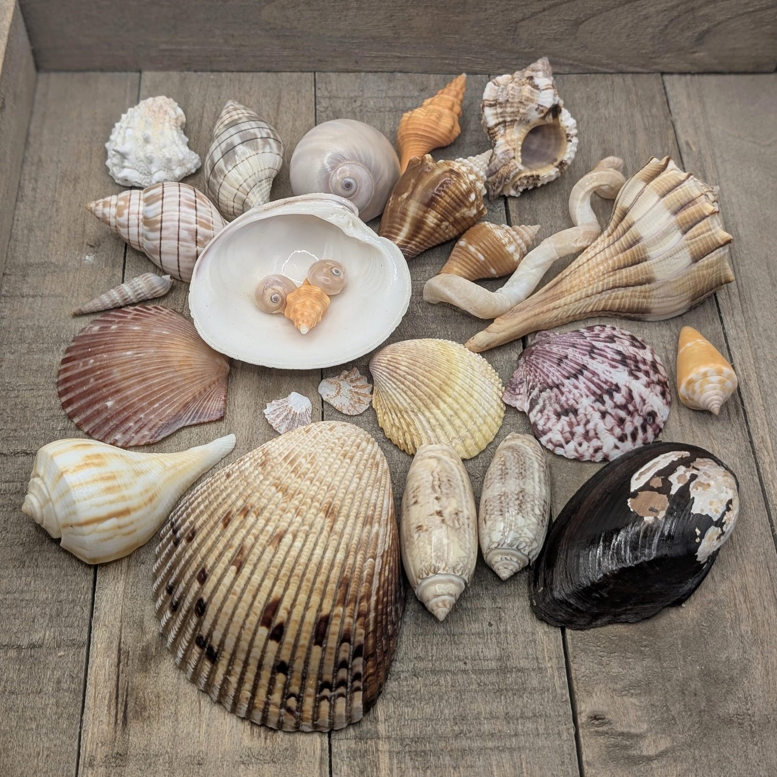 Florida Seashells Variety Pack - Etsy