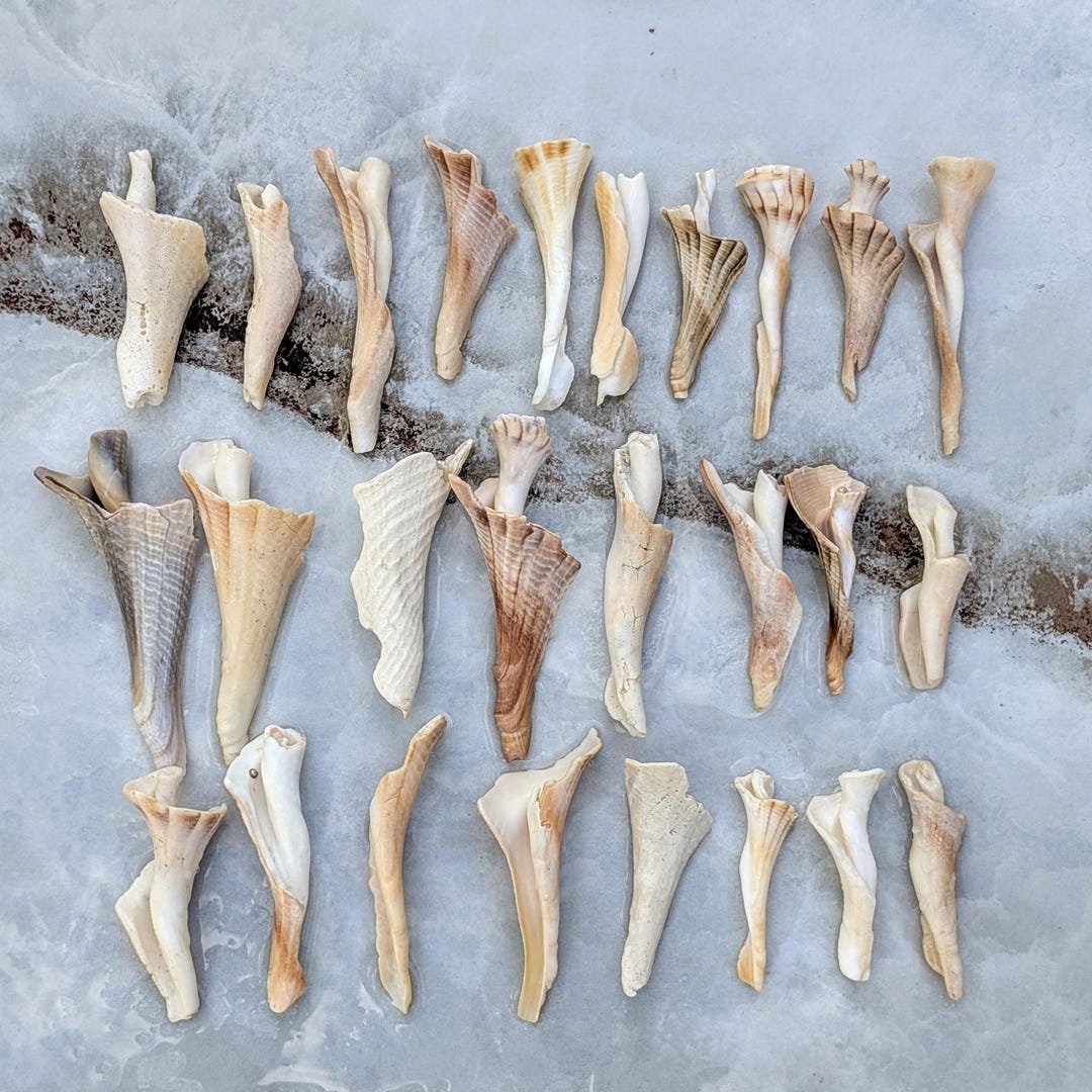 Ocean Treasures for Your Shell Crafting. Twisties, Trees, Broken Shells ...