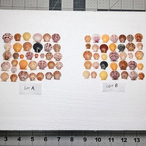 Tiny Scallop Shells From the Beaches of Southwest Florida. - Etsy