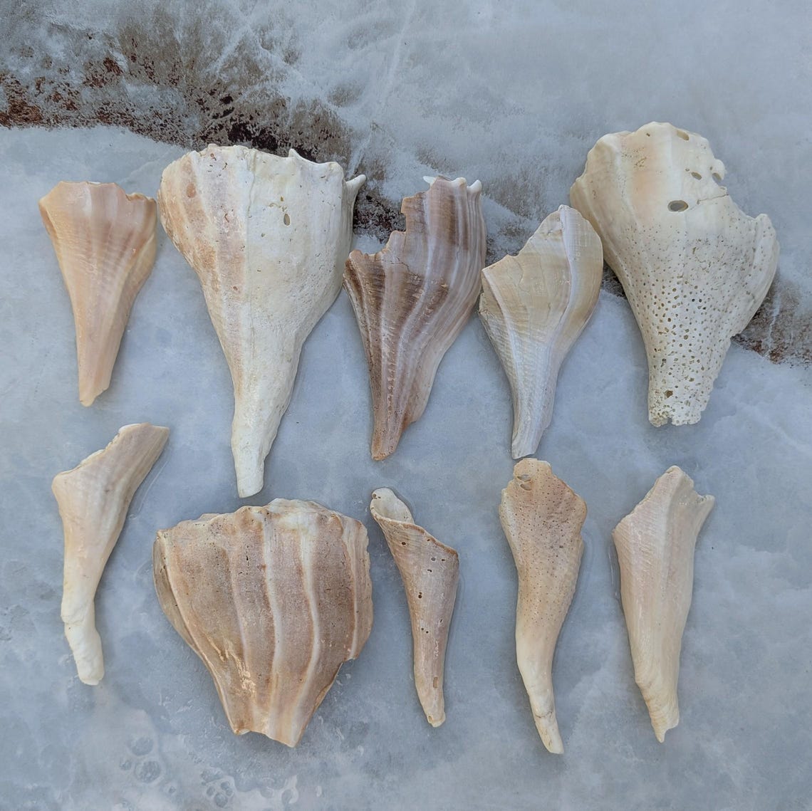 Ocean Treasures for Your Shell Crafting. Twisties, Trees, Broken Shells ...