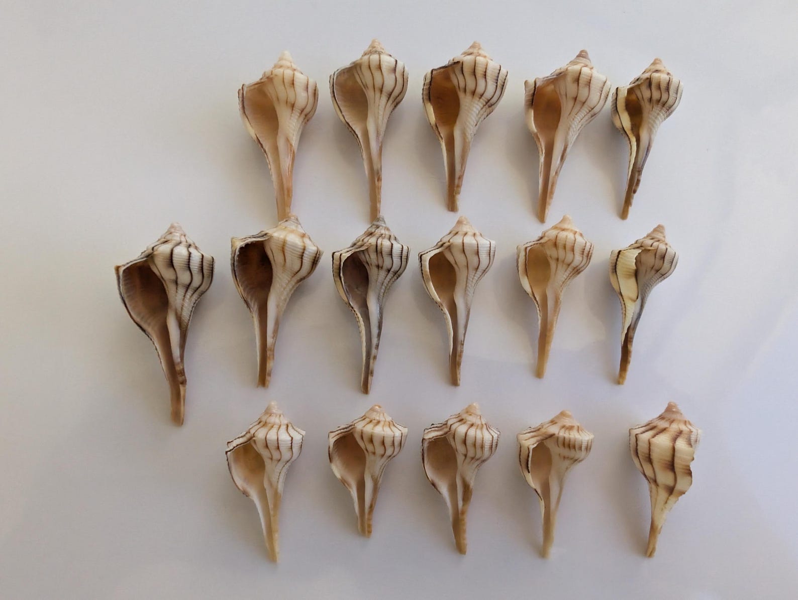 16 Small Florida Welk Shells. 1.5 2. - Etsy