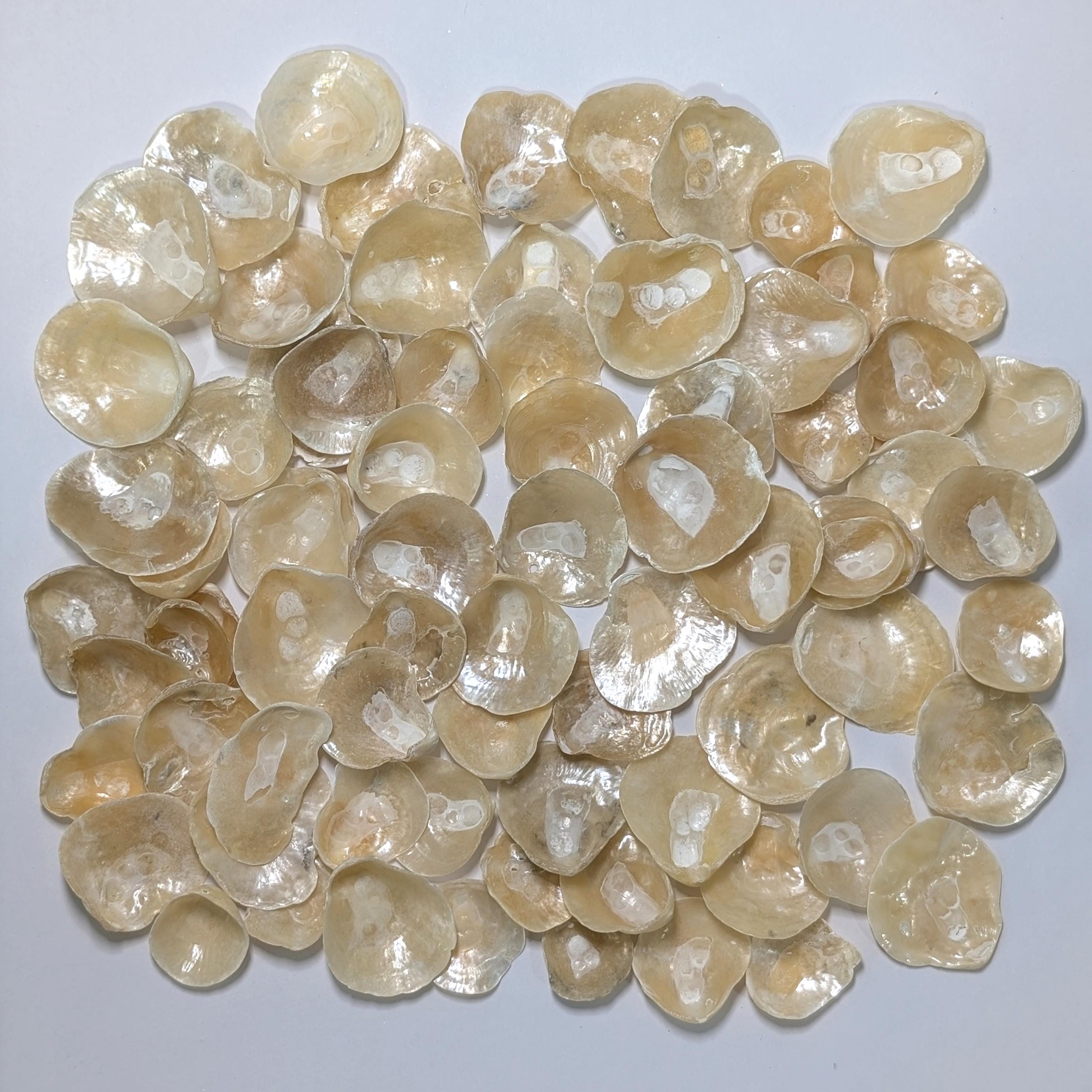 Jingle Shells From Florida. - Etsy