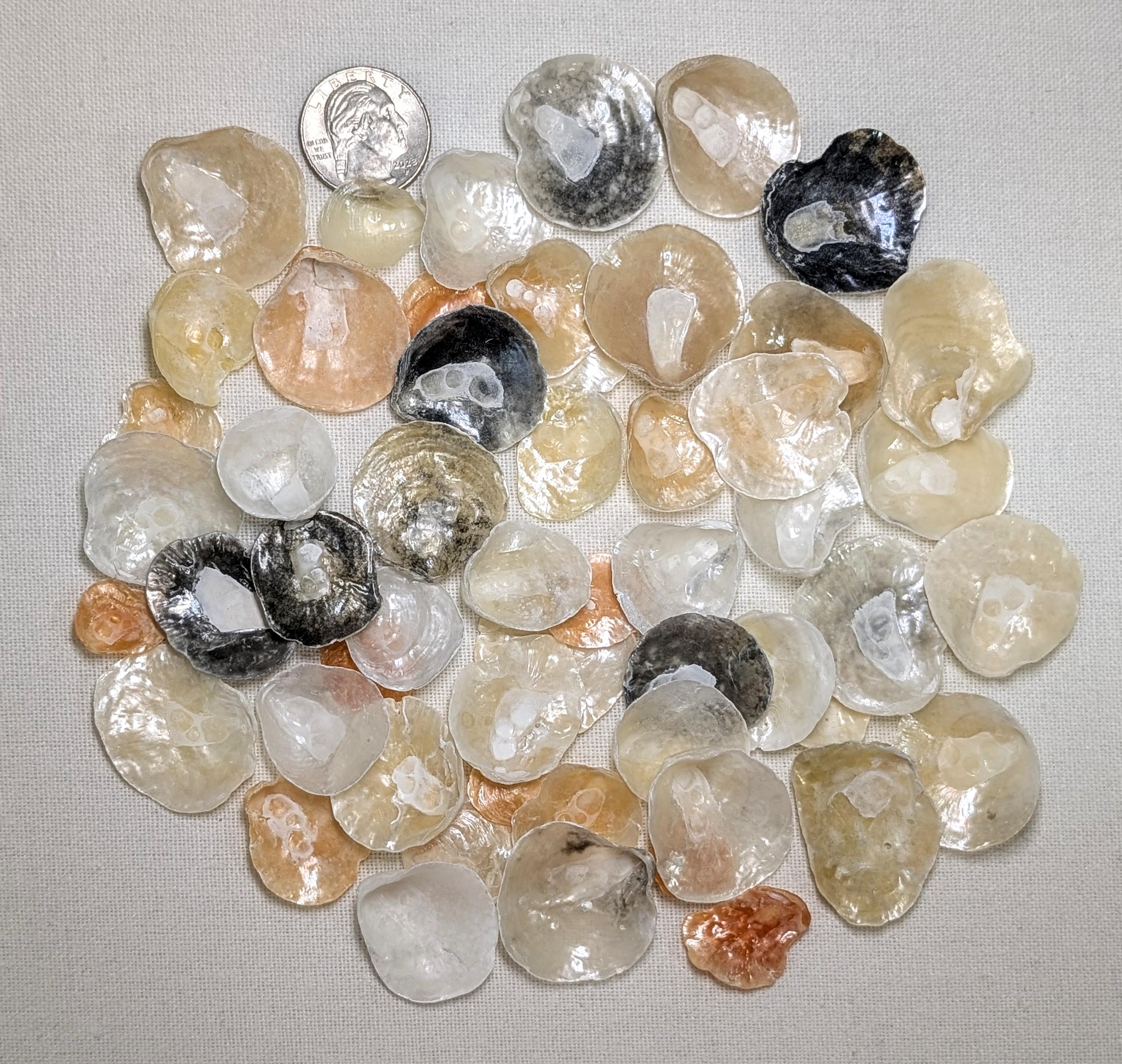 Jingle Shells From Florida. Large, Sorted Into Colors. - Etsy