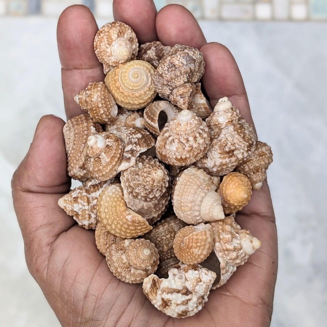 Chestnut Turban Shells. 30 Shells. - Etsy