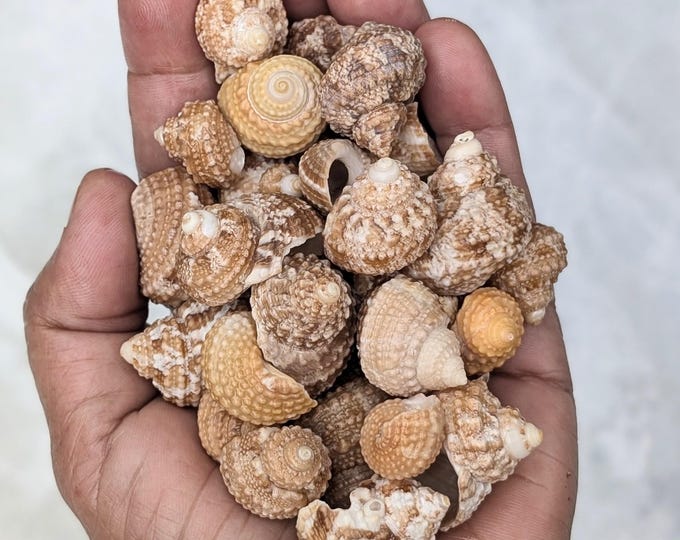 Chestnut Turban Shells. 30 Shells. - Etsy