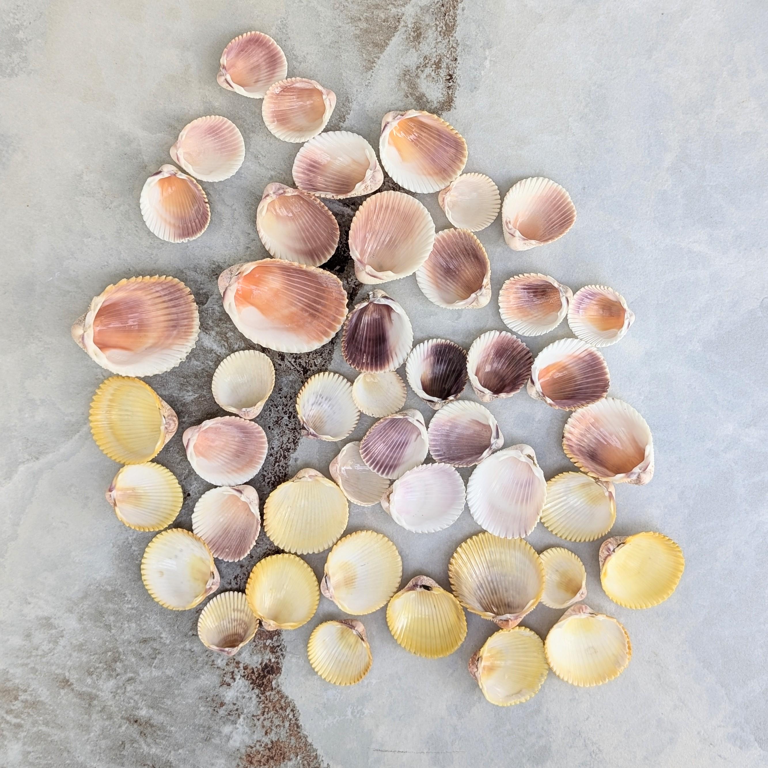 Prickly Cockle Shells From Florida. 50 Colorful Shells - Etsy