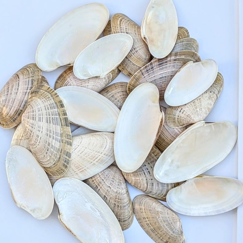 Sunray Venus Seashells. Florida Seashells. 10 Shells. - Etsy