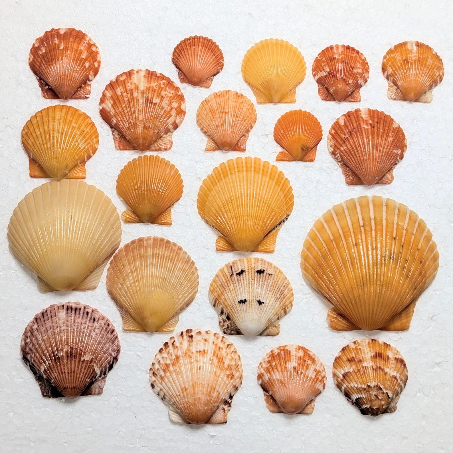 Orange Scallop Shells From the Beaches of Southwest Florida. - Etsy