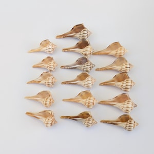 16 Small Florida Welk Shells. 1.5 2. - Etsy
