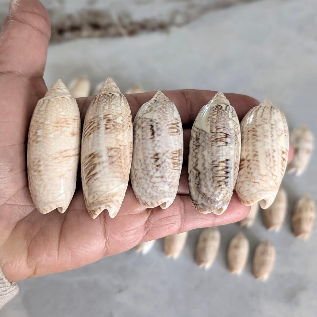 Lettered Olive Shells. 30 Perfect Shells. - Etsy