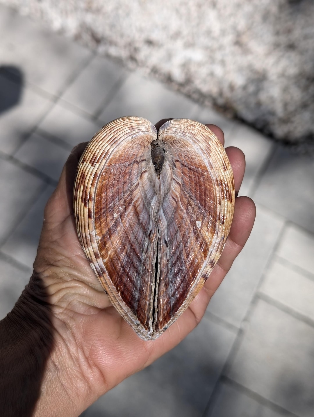 Giant Hinged Heart Cockle Hand-picked From the Beaches of Southwest ...