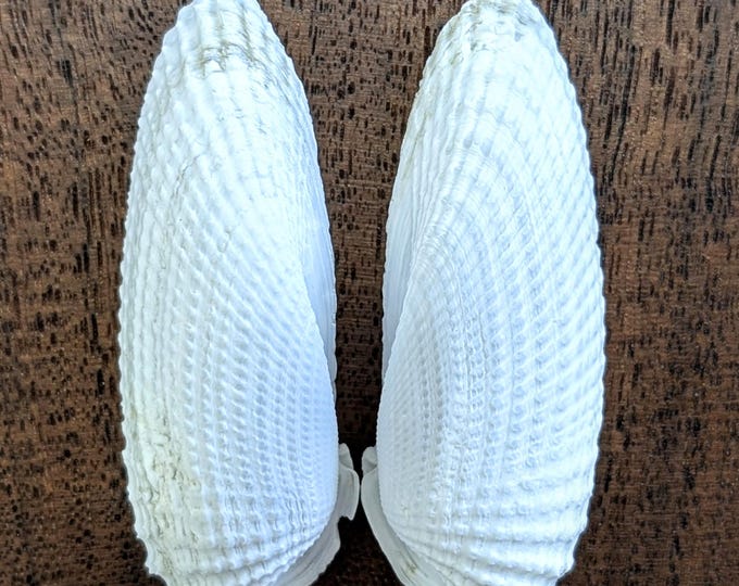 Angel Wing Sea Shells 24 Small - Etsy