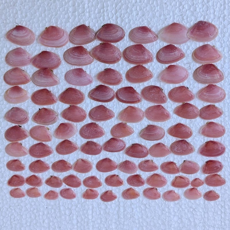 Purple Rose Petals - Etsy