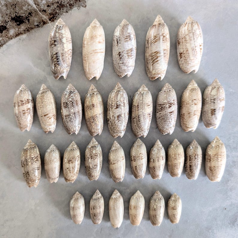 Lettered Olive Shells. 30 Perfect Shells. - Etsy