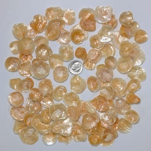 Jingle Shells From Florida. Large, Sorted Into Colors. - Etsy