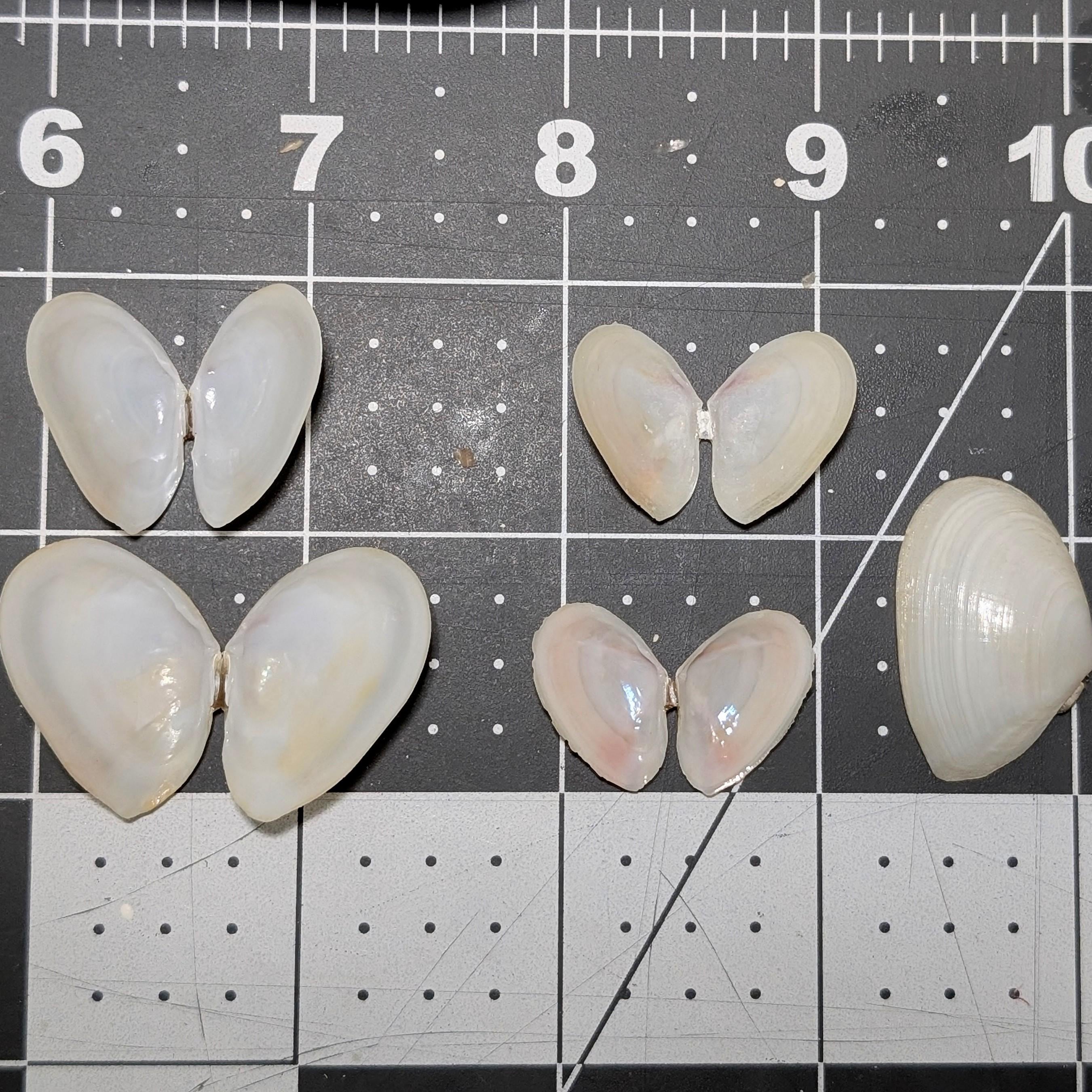 Alternate Tellin Shells: Natural Beach Finds, St. Petersburg 100 ...
