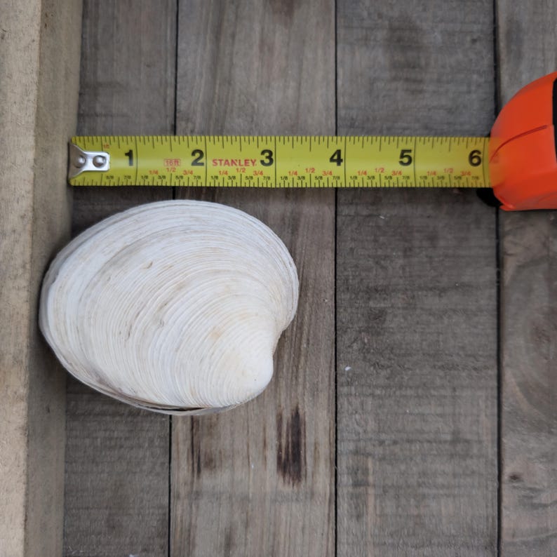 Quahog Shells, Southwest Florida Beach Finds (set of 10) - Etsy