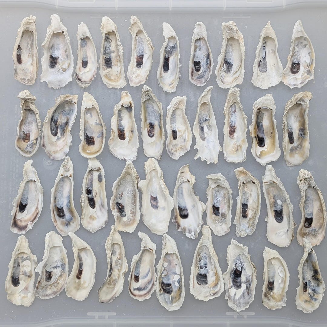 Long Narrow Oyster Shell Cups Can Be Drilled for Ornaments. 30 Shells ...