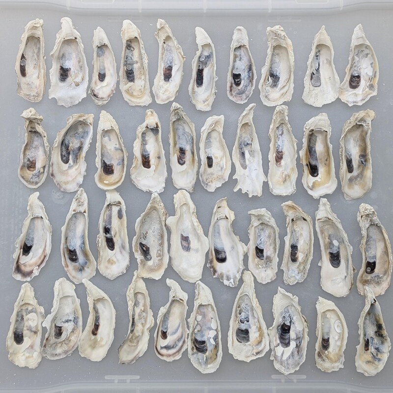 Oyster in a Can - Etsy