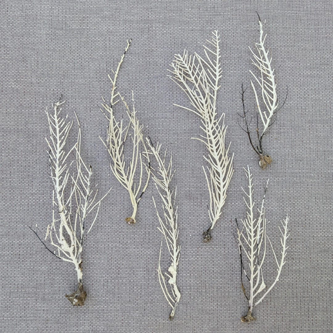 White Seafan, Yellow Frilly Sea Fan. Gorgonians. Ocean Branches ...