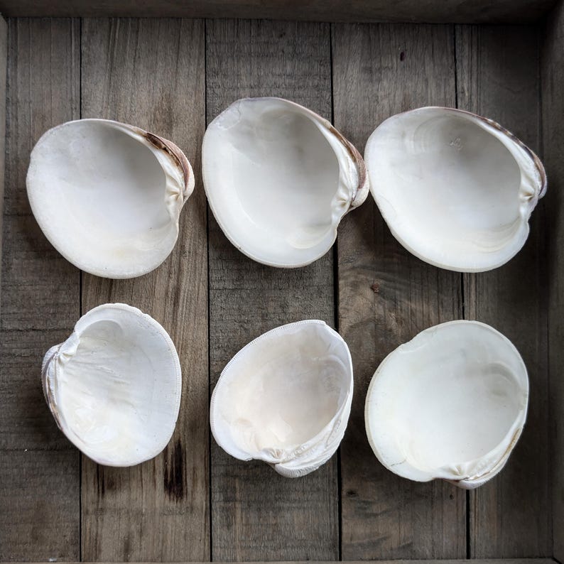 Quahog Shells, Southwest Florida Beach Finds (set of 10) - Etsy
