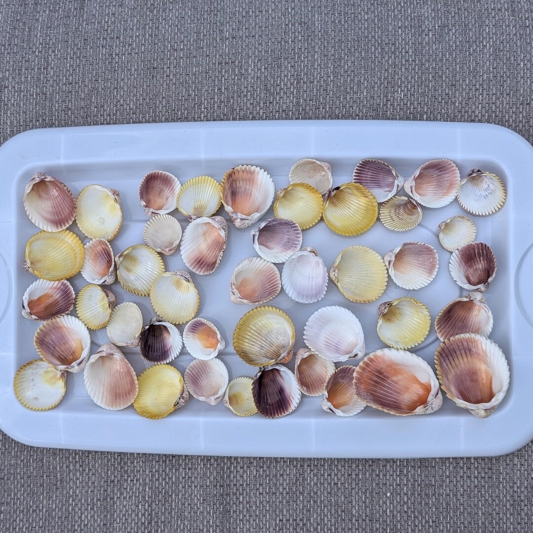 Prickly Cockle Shells From Florida. 50 Colorful Shells - Etsy