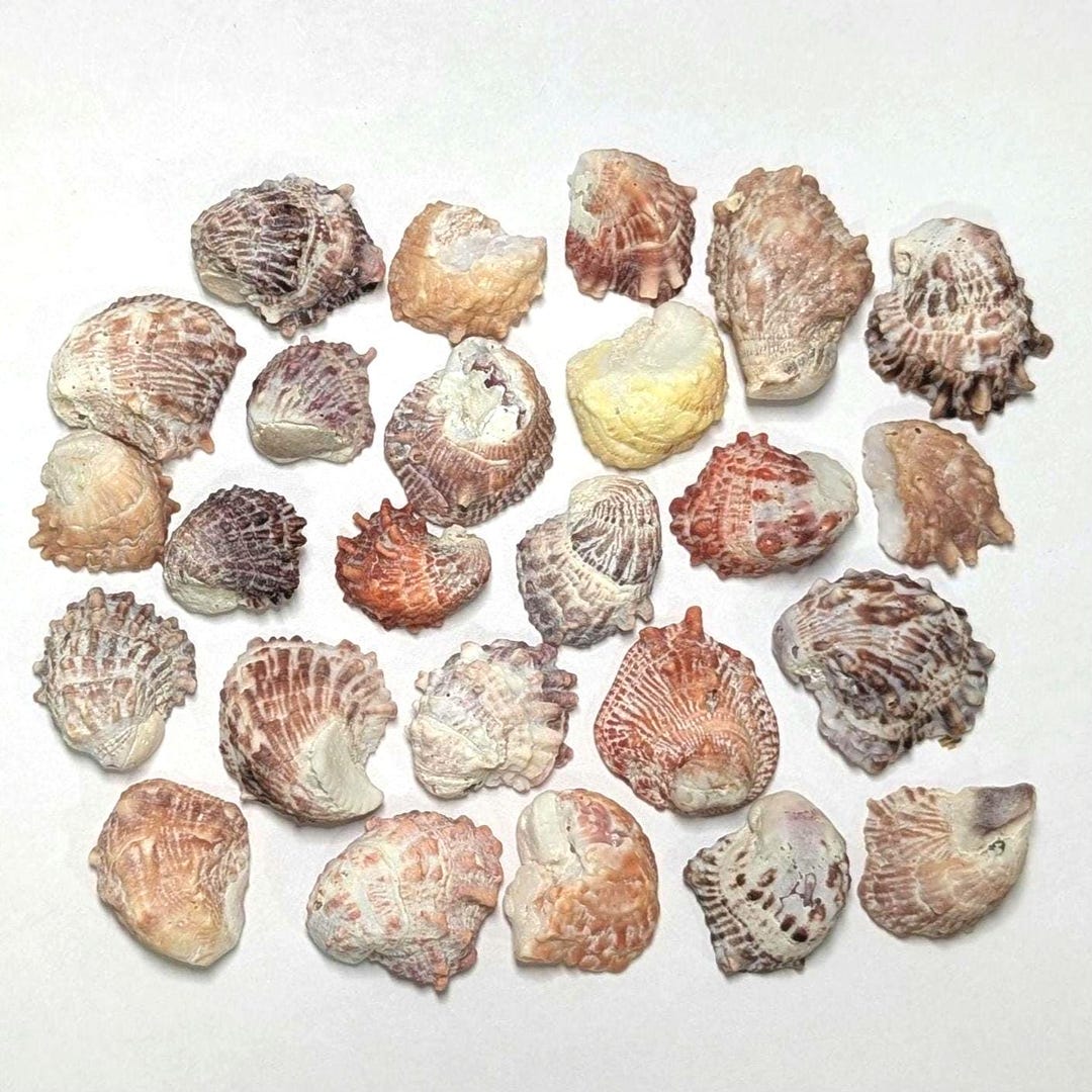 25 Small Leafy Jewel Box Shells From the Beaches of Southwest Florida ...