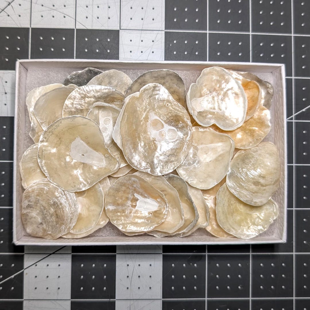 Jingle Shells From Florida, 35 Extra Large. - Etsy