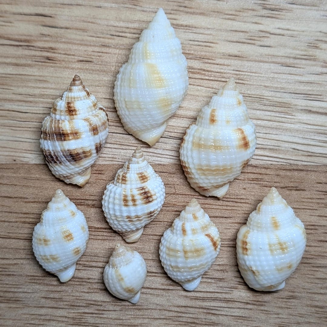 Common Nutmeg Shells. 8 Shells - Etsy