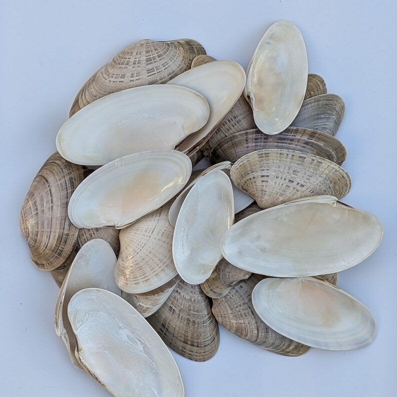 Sunray Venus Seashells. Florida Seashells. 10 Shells. - Etsy