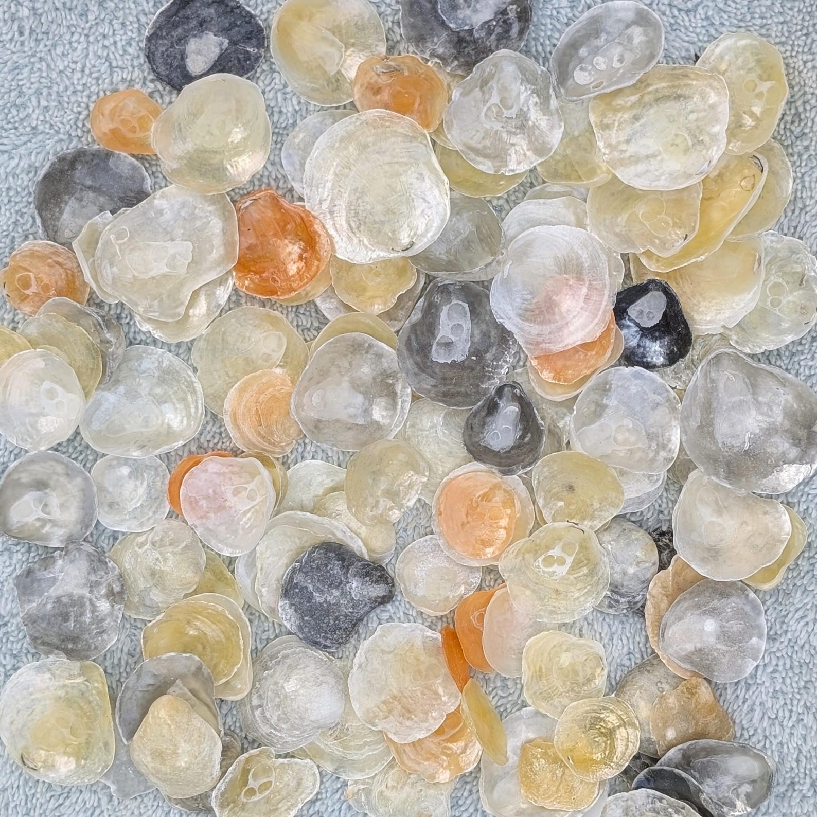 Jingle Shells From Florida. Large, Sorted Into Colors. - Etsy