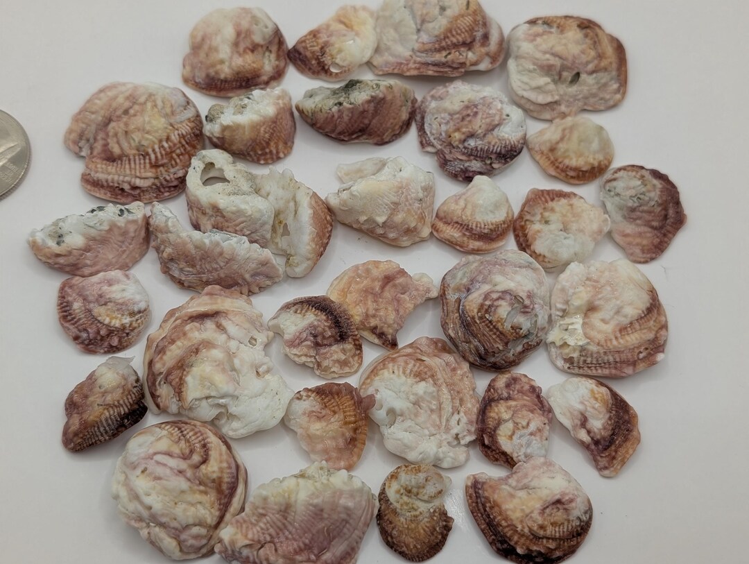 Corrugated Jewel Box Shells. 30 Colorful Shells. - Etsy