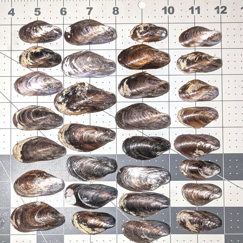 Mussel Shells - Etsy