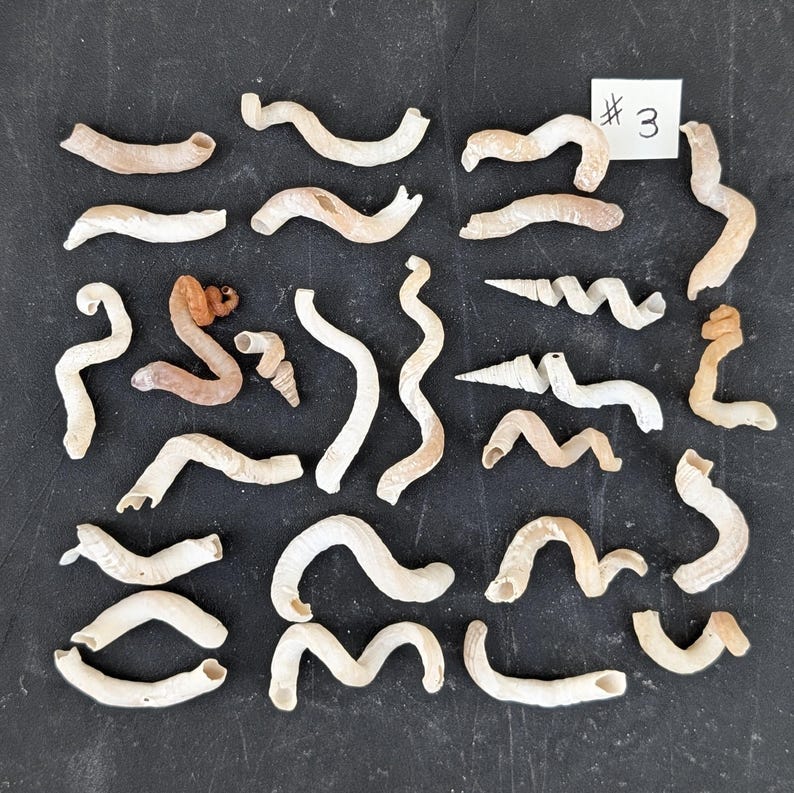 Worm Snail Shells 25 Pieces - Etsy