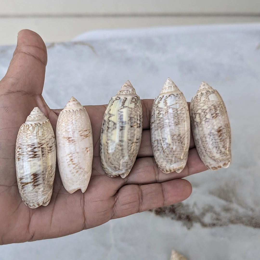 30 Beautiful Lettered Olive Shells. - Etsy