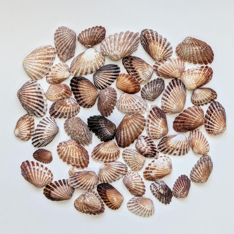 Broad Ribbed Cordita Seashells From Florida. - Etsy