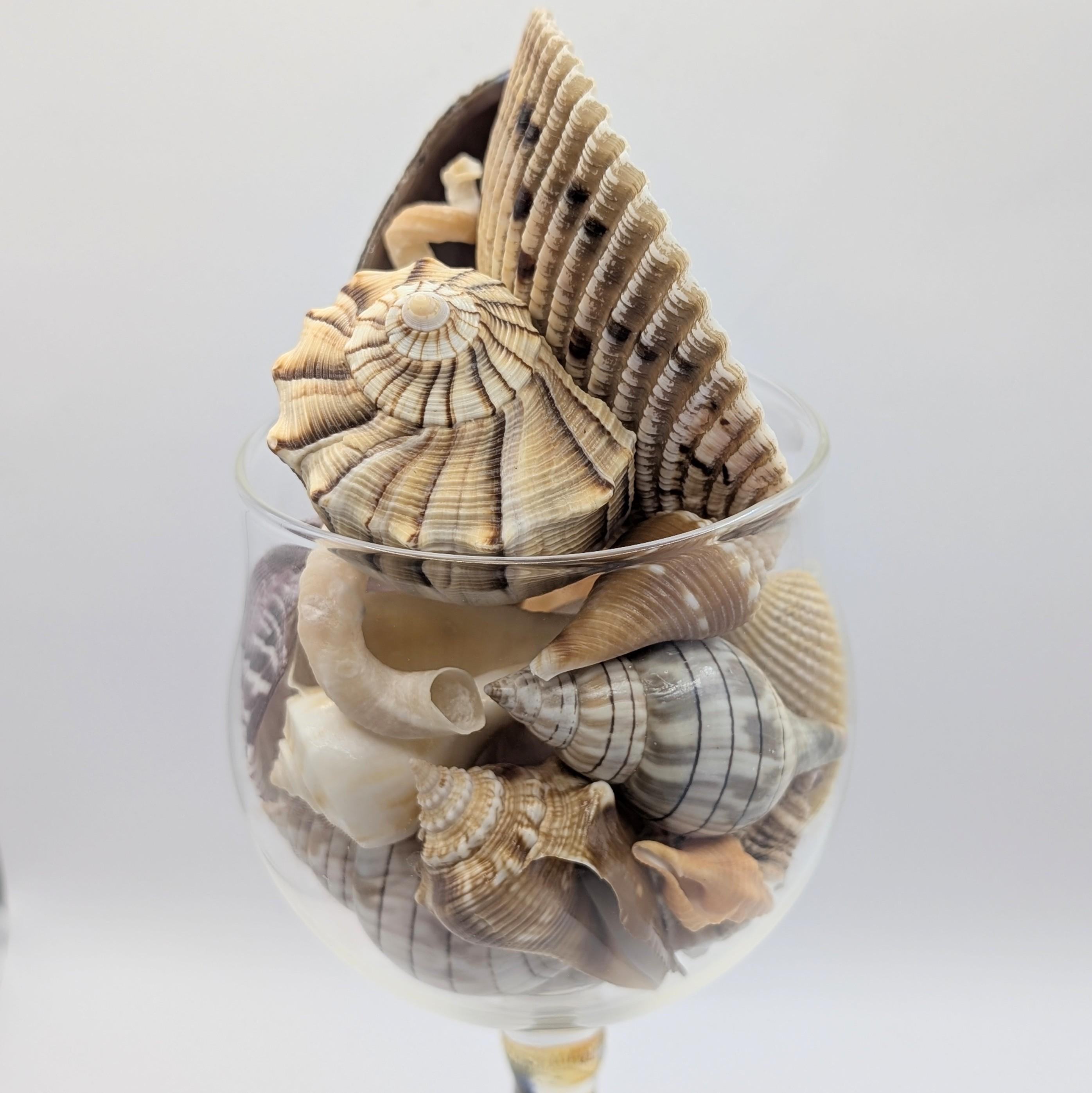 Florida Seashells Variety Pack - Etsy